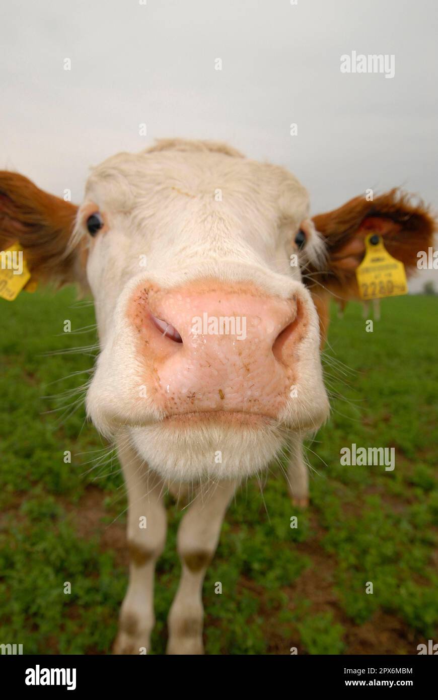 Domestic cattle, dairy cow Stock Photo - Alamy