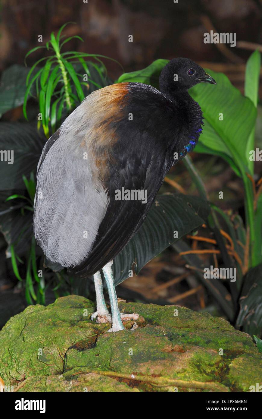 Trumpeter bird hi-res stock photography and images - Alamy