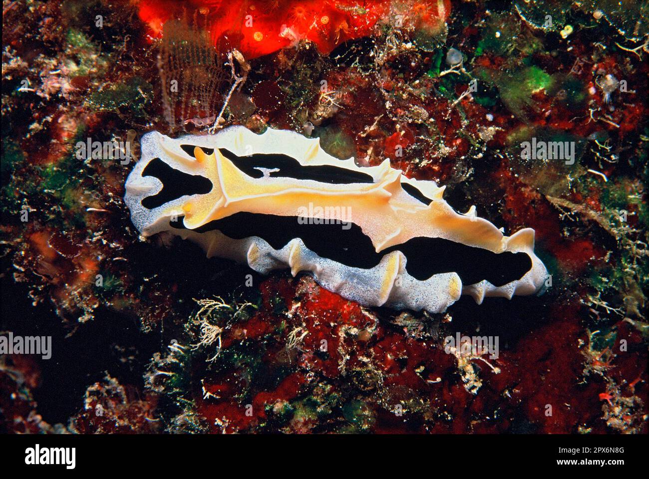 Net moth fungie Stock Photo - Alamy