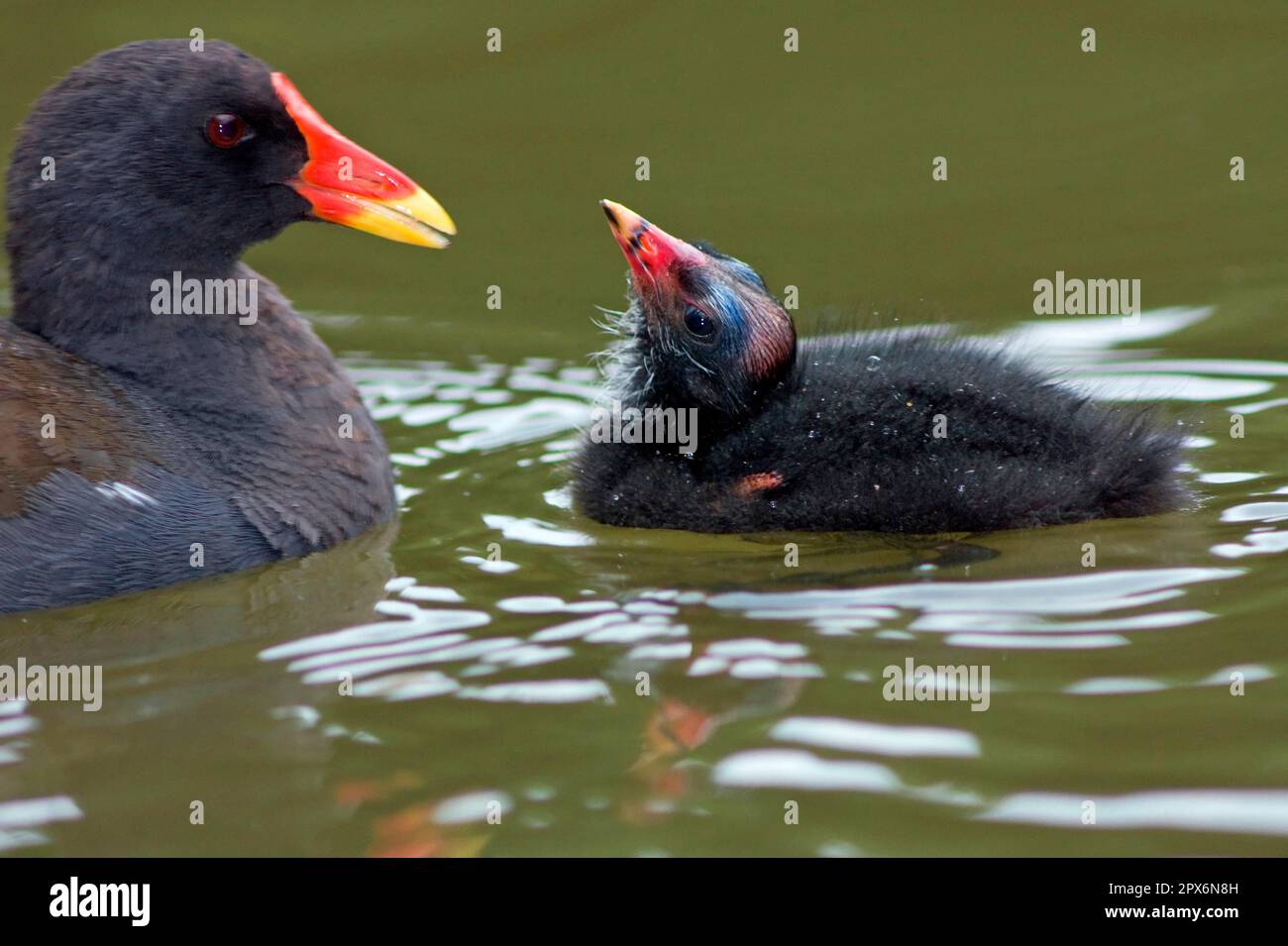Two young common moorhen hi-res stock photography and images - Alamy