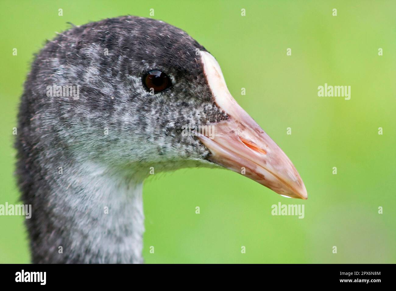 Coot profile hi-res stock photography and images - Alamy