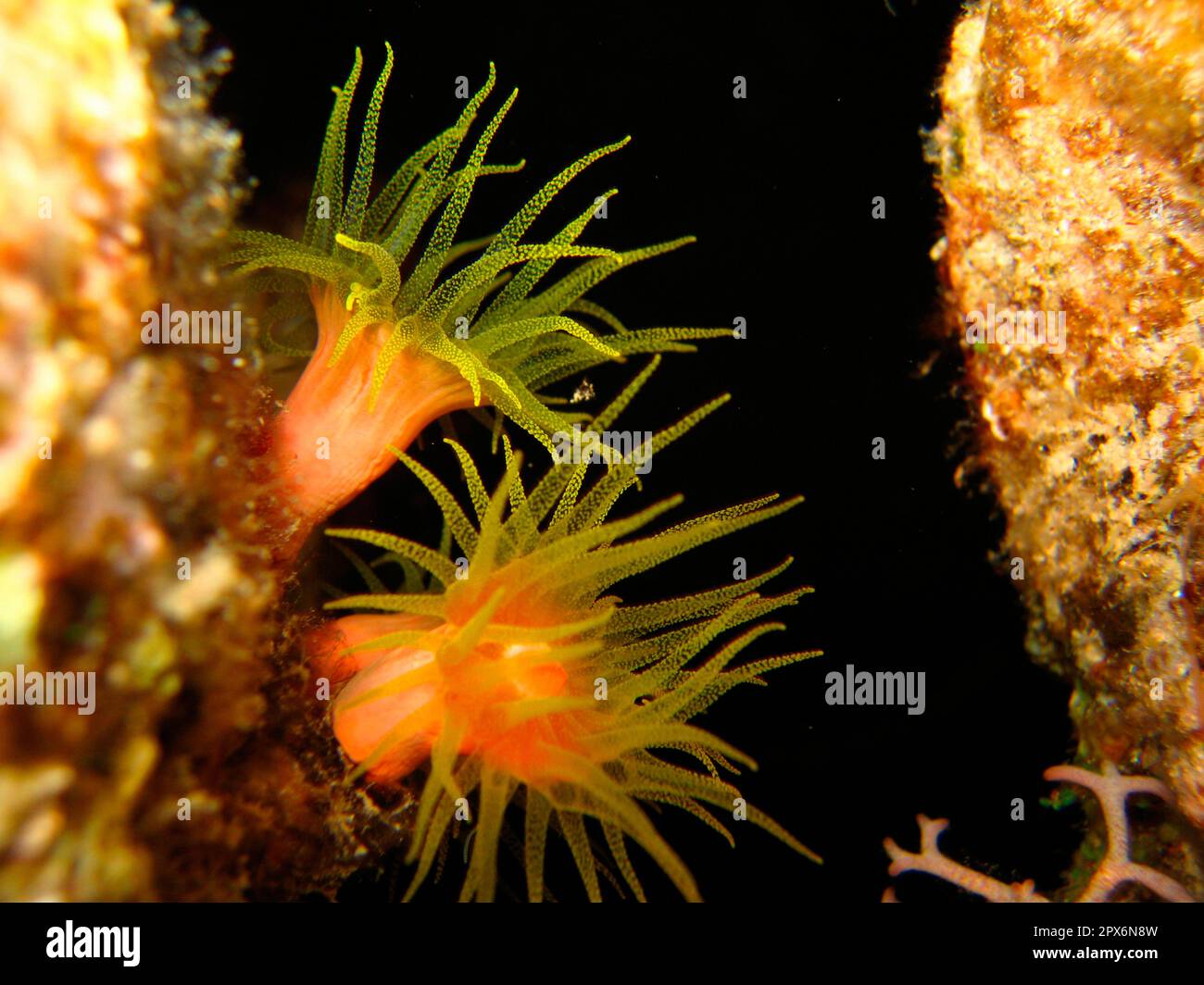 Yellow cup coral Stock Photo - Alamy