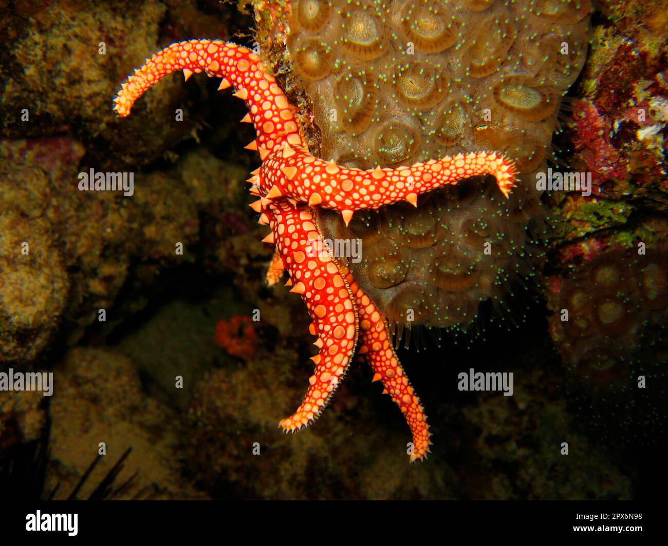 Mature star hi-res stock photography and images - Alamy