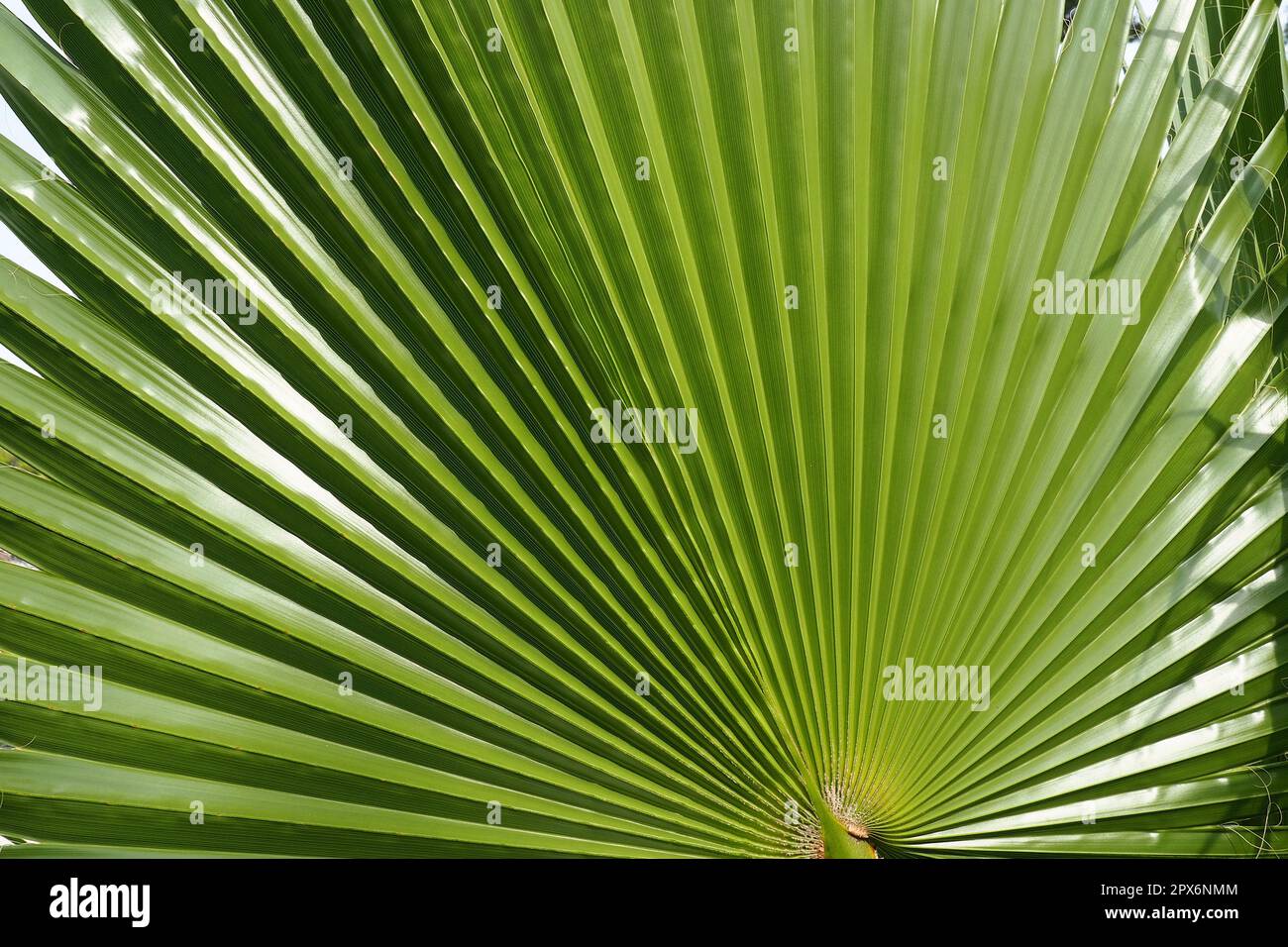 Palm leaves texture with shadow and light. Palm leaves of bright green ...