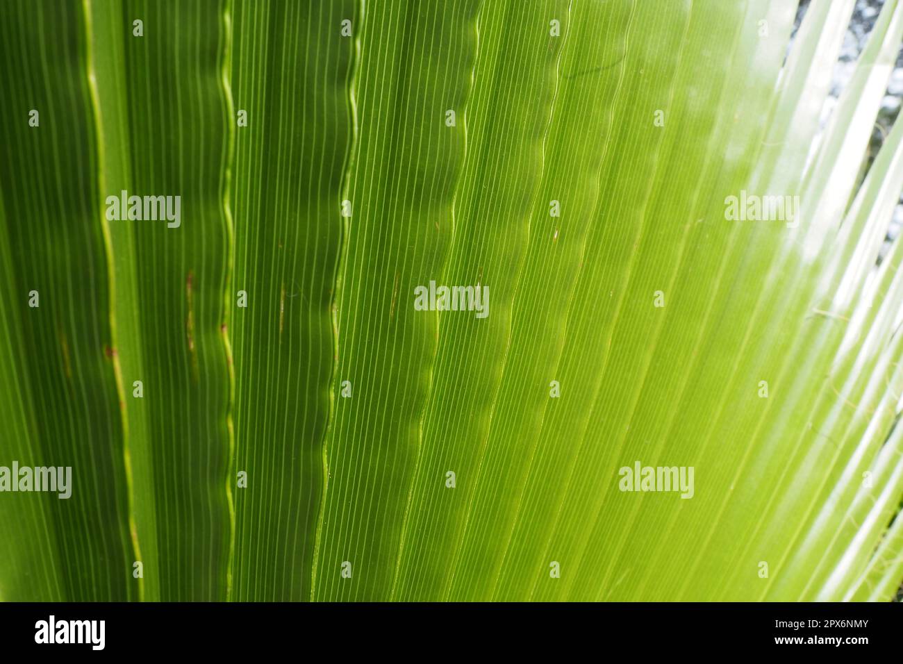 Palm leaves texture with shadow and light. Palm leaves of bright green ...