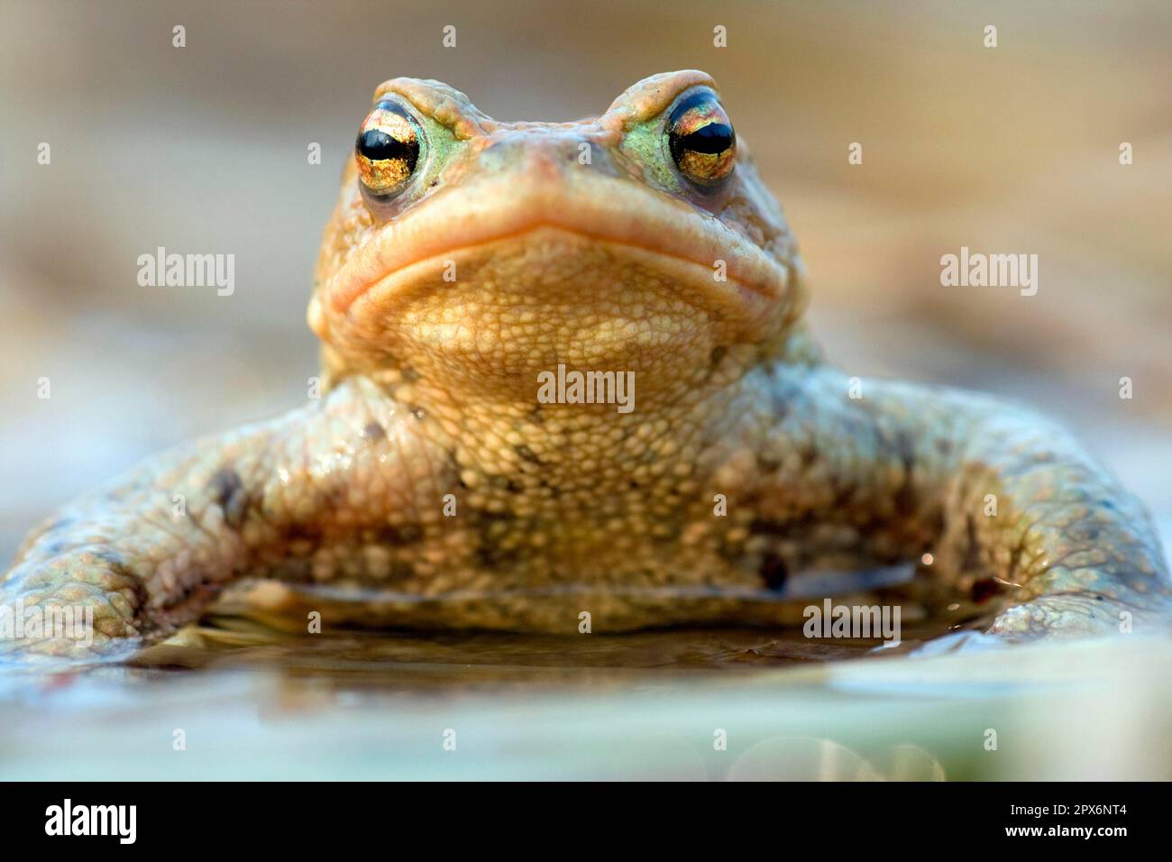 Toad face hi-res stock photography and images - Alamy