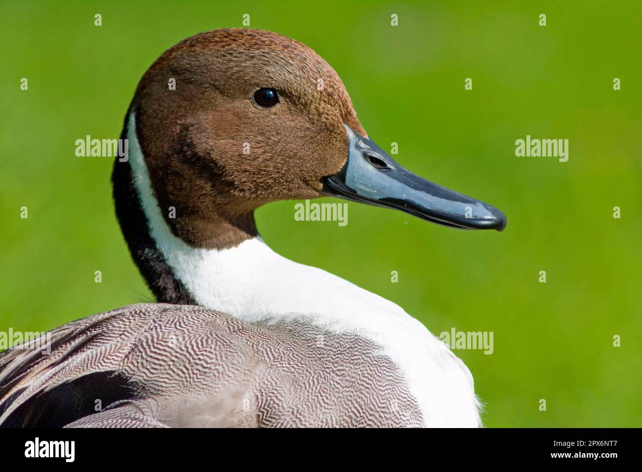 Pintail duck head hi-res stock photography and images - Alamy