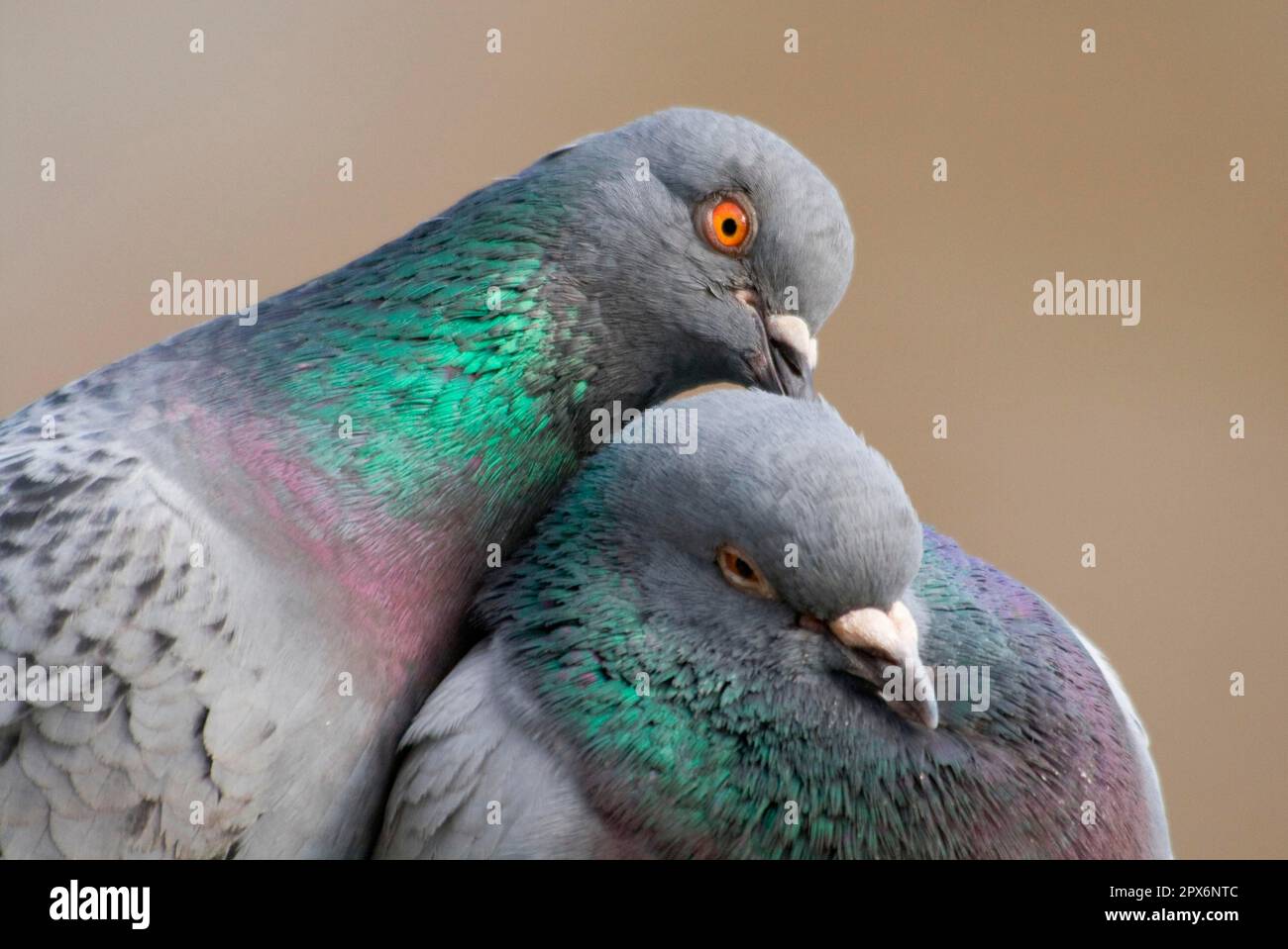 Pet pigeon pigeon adult hi-res stock photography and images - Alamy