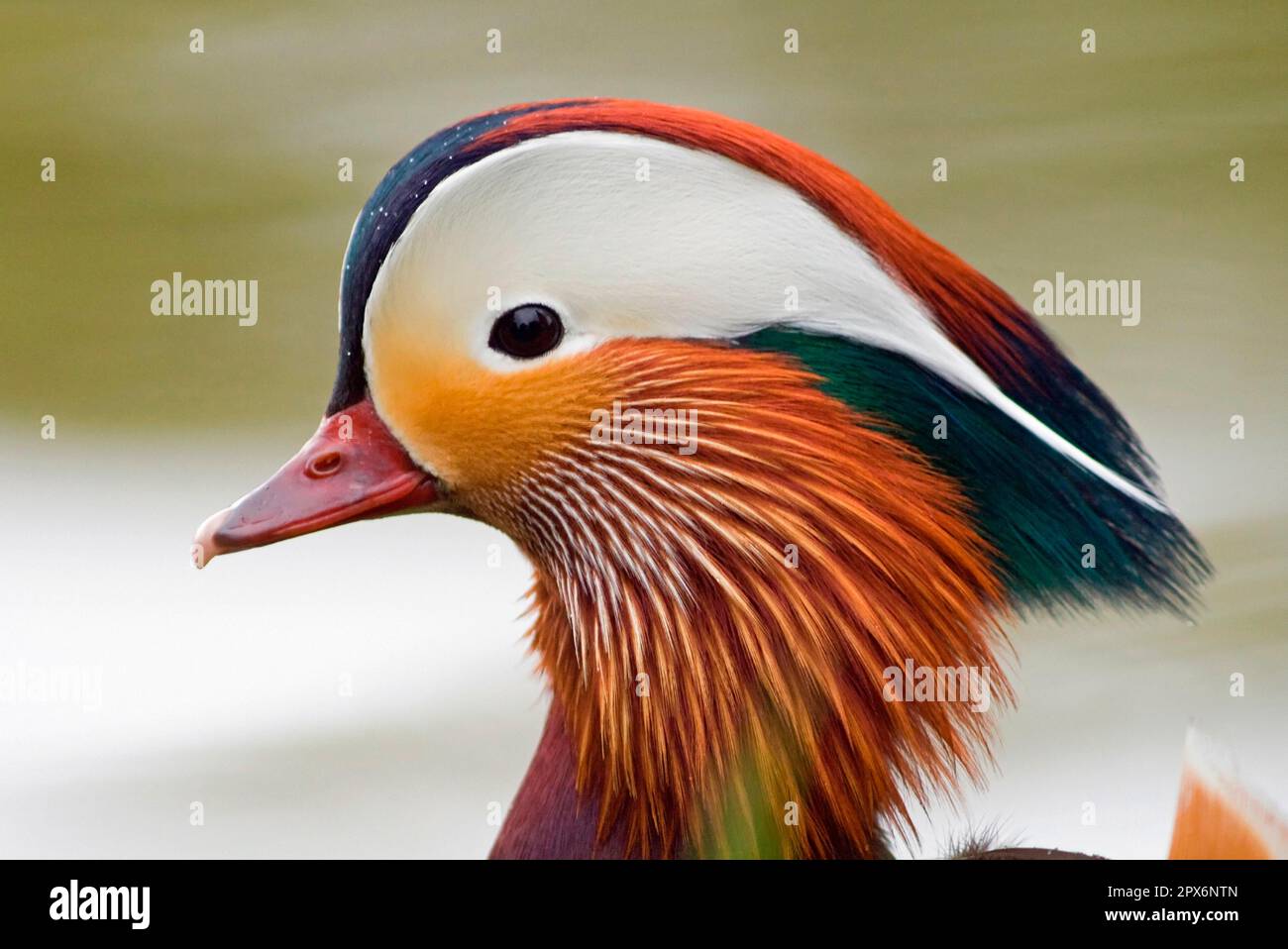 Side view duck head hi-res stock photography and images - Alamy