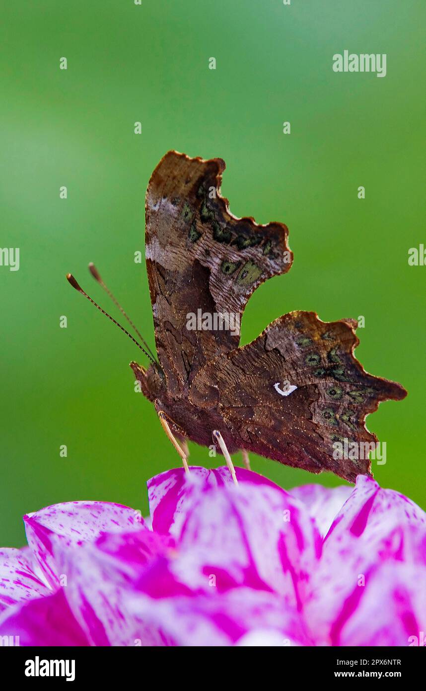 Butterfly sideways hi-res stock photography and images - Alamy