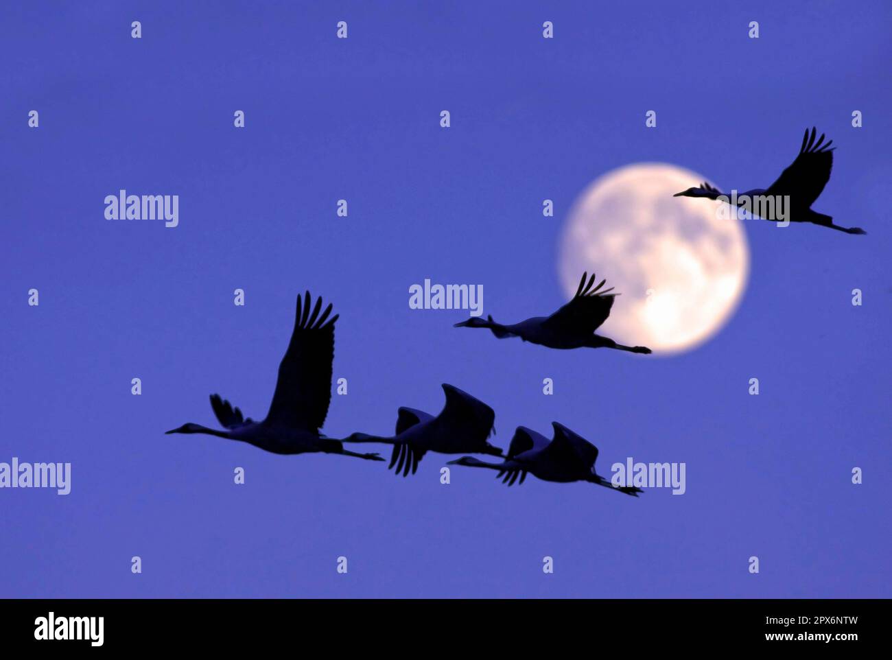 Common cranes and moon hi-res stock photography and images - Alamy