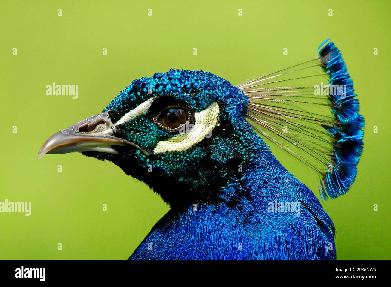 Blue peacock male hi-res stock photography and images - Alamy