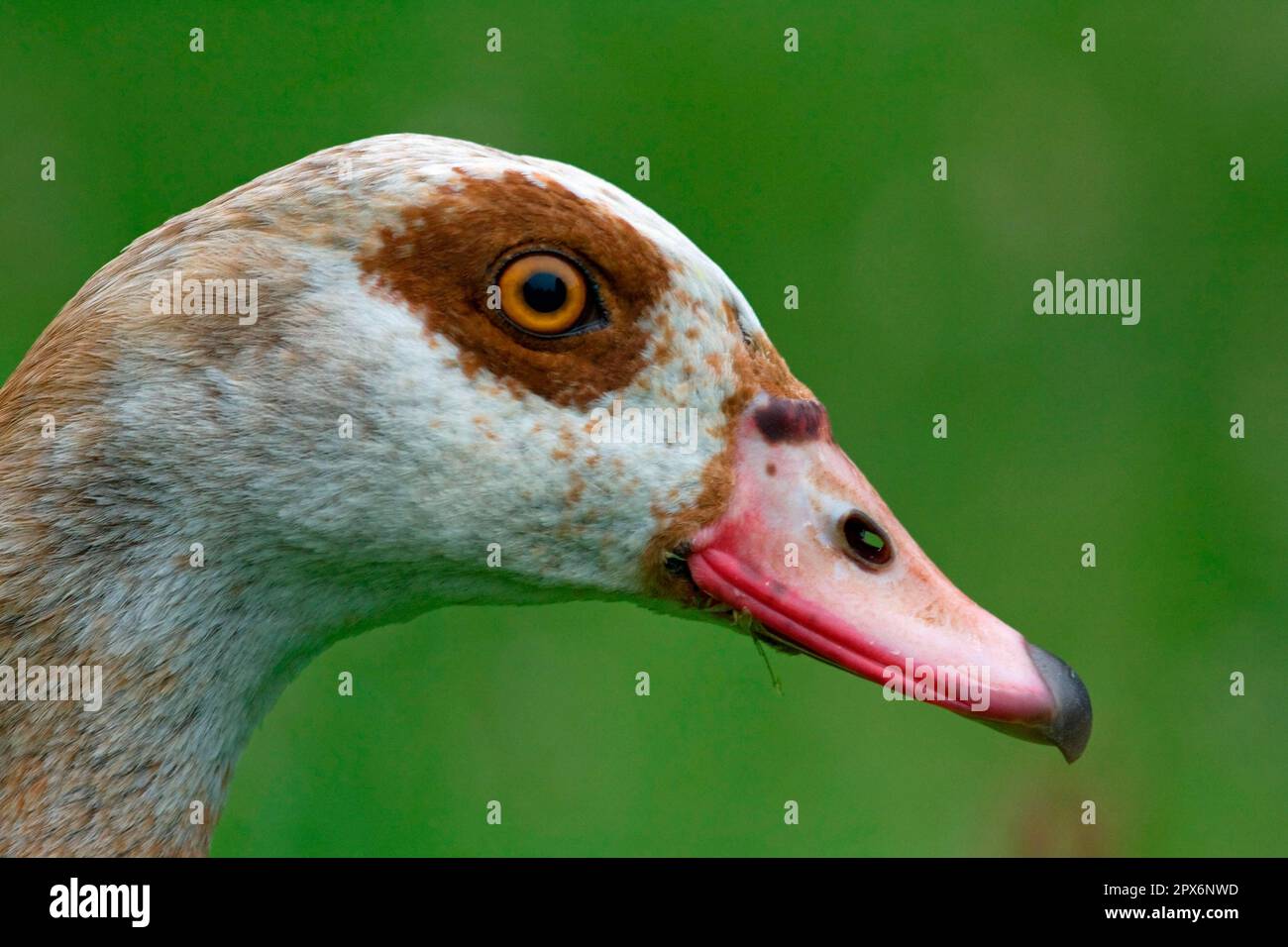 Egyptian goose profile hi-res stock photography and images - Alamy