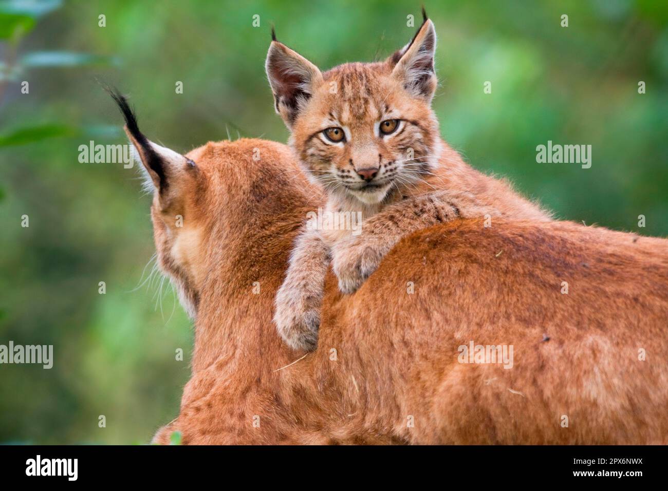 Baby lynx hi-res stock photography and images - Alamy