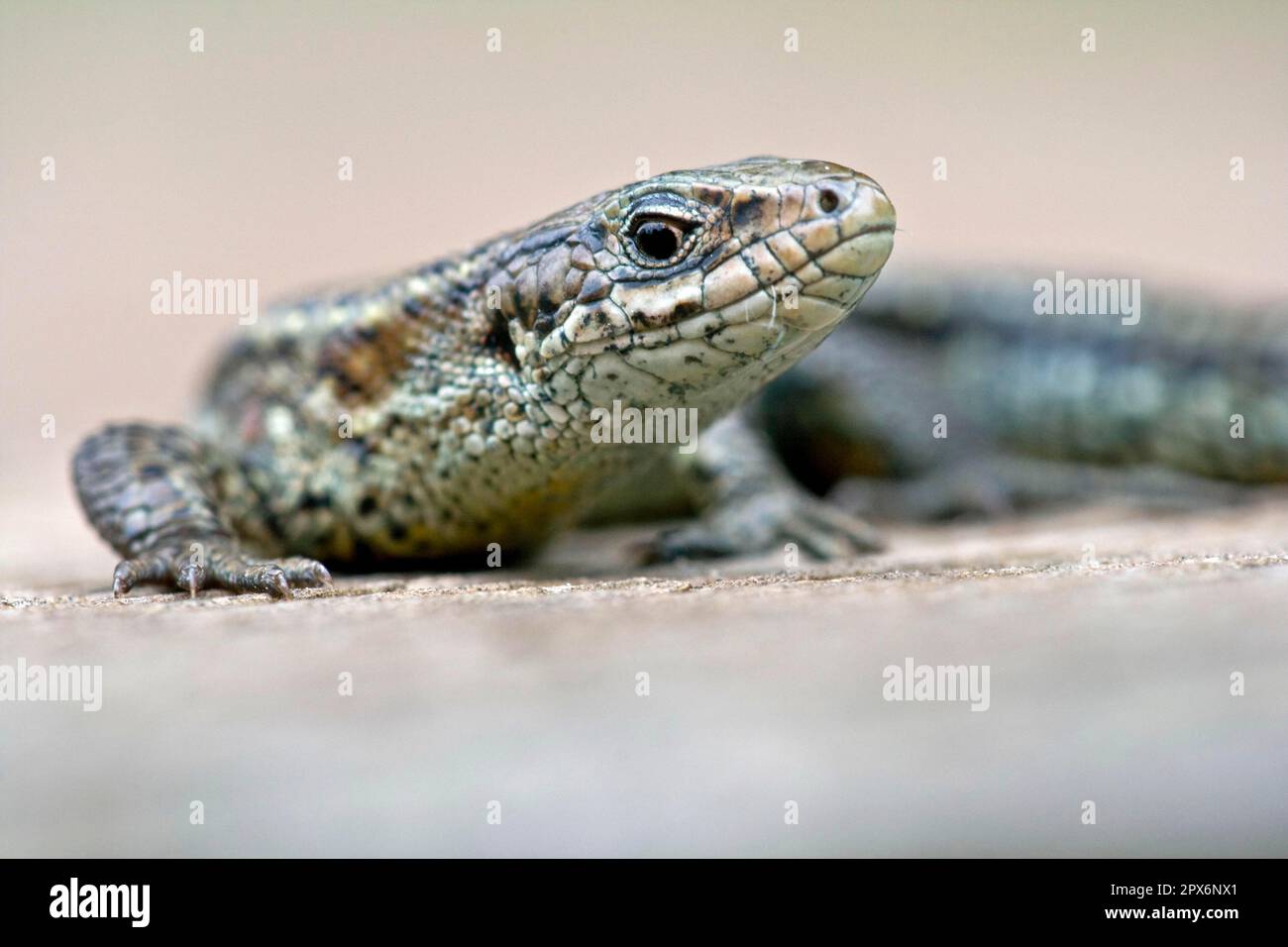 Mature lizard hi-res stock photography and images - Alamy