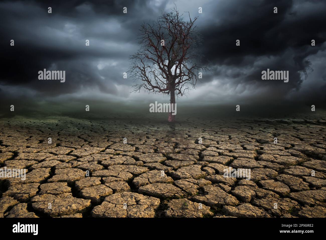 Dead big tree in a dry area the soil is cracked during and rain storm ...