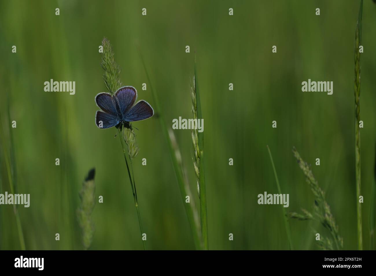 Common blue butterfly in the sunset, resting on a plant, natural ...