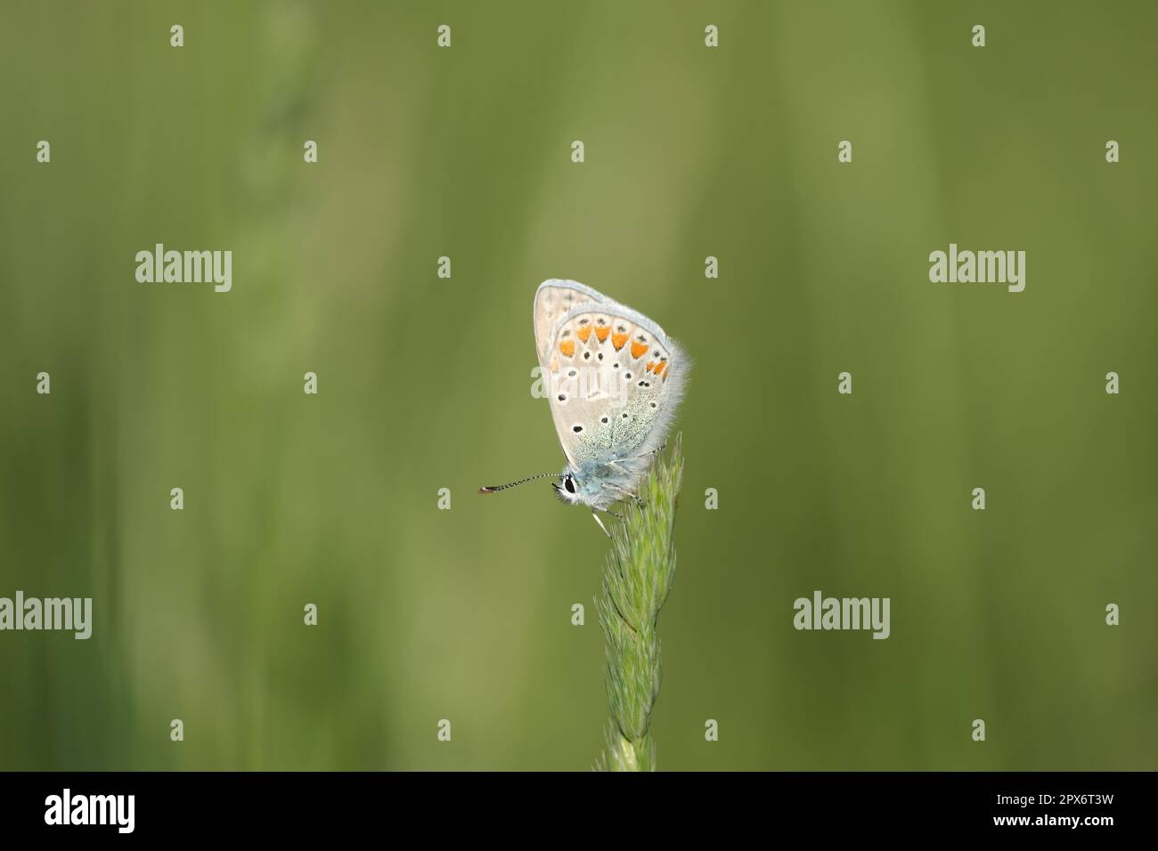Common blue butterfly nature photography, green background Stock Photo ...