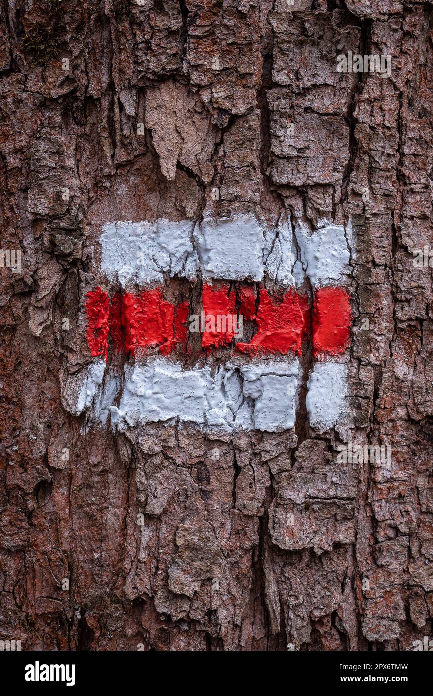 Tourist sign on tree bark. Marking of tourist routes Stock Photo - Alamy