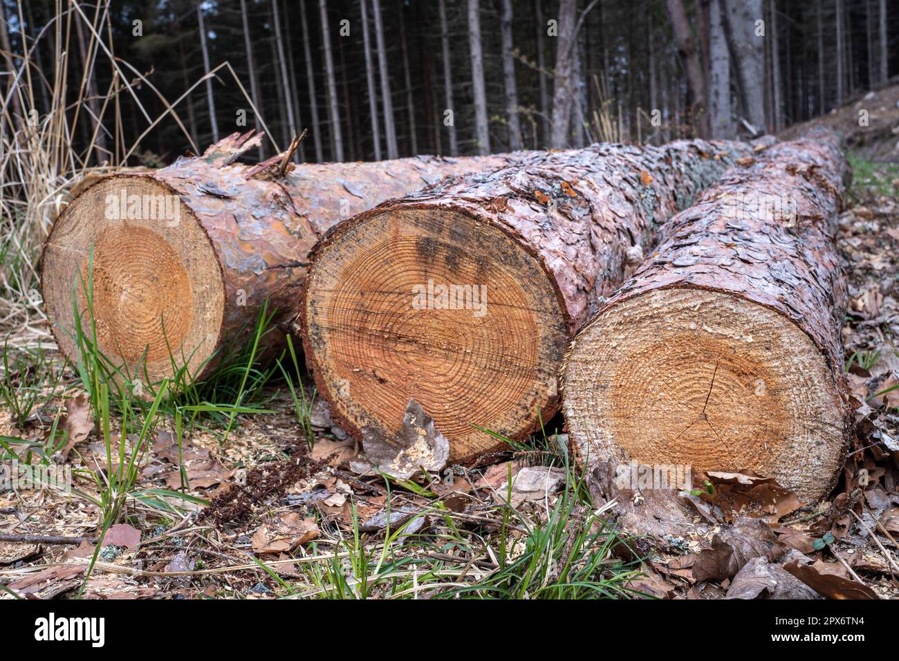 Felled tree trunks by the forest road Stock Photo - Alamy