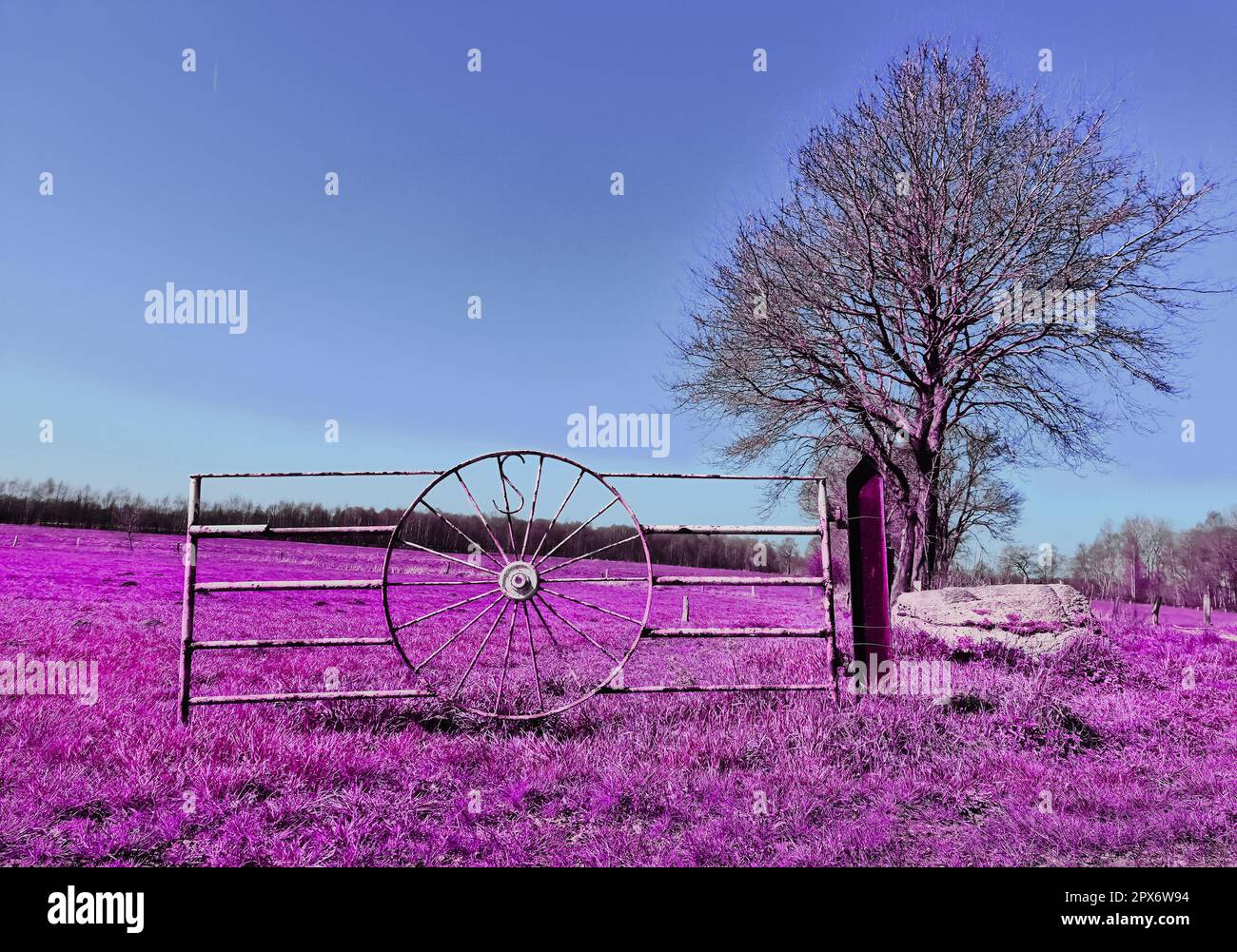 Colorful fantasy landscape in an asian purple infrared photo style ...