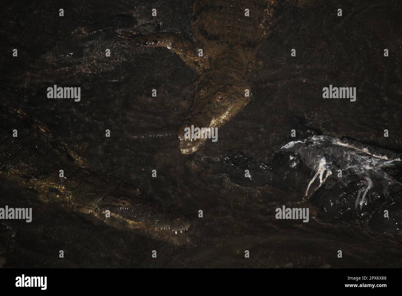 Nilkrokodil bei Nacht / Nile crocodile at night / Crocodylus niloticus ...