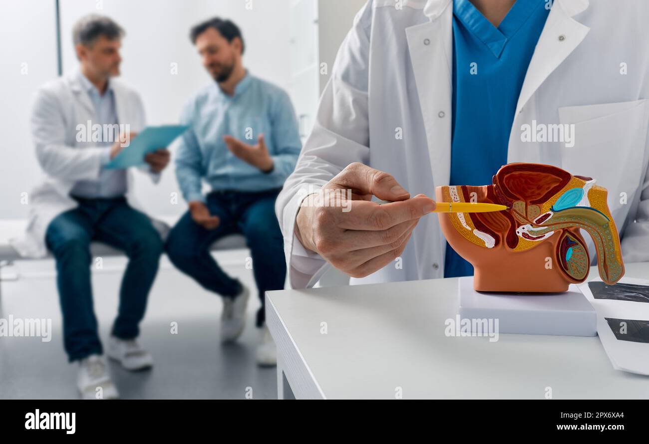 Male reproductive system hi-res stock photography and images - Alamy