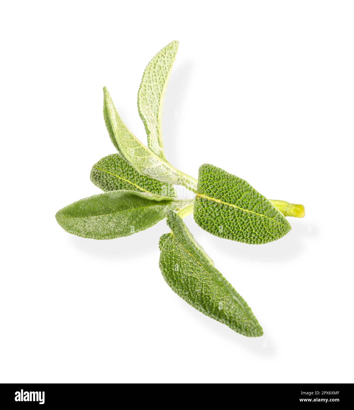 Fresh twigs of sage on white background with clipping path. Full depth ...