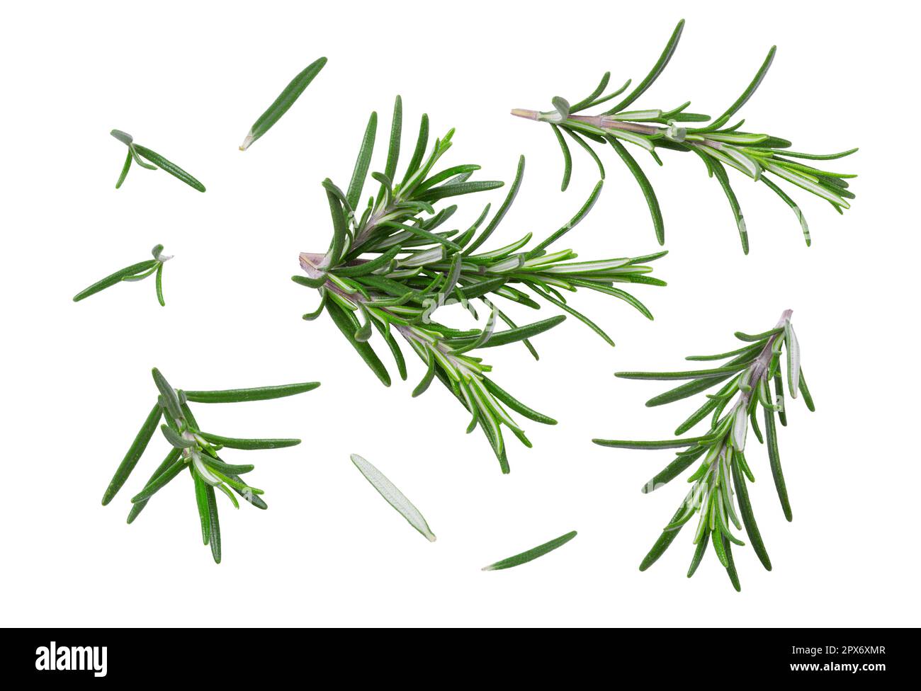 Collection of herbs. Different leaves and twigs of rosemary isolated on ...