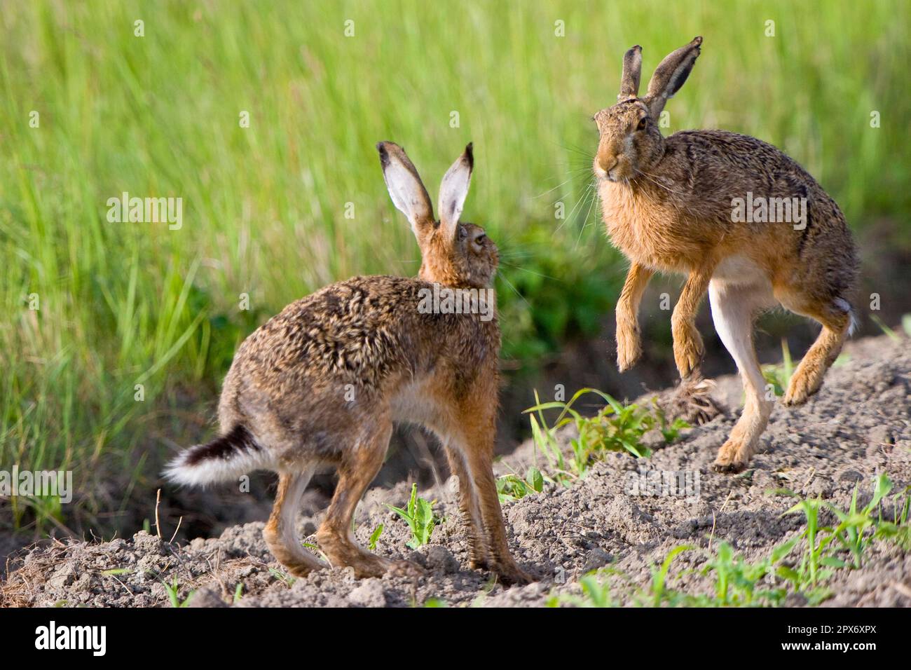 Hare couple hi-res stock photography and images - Alamy
