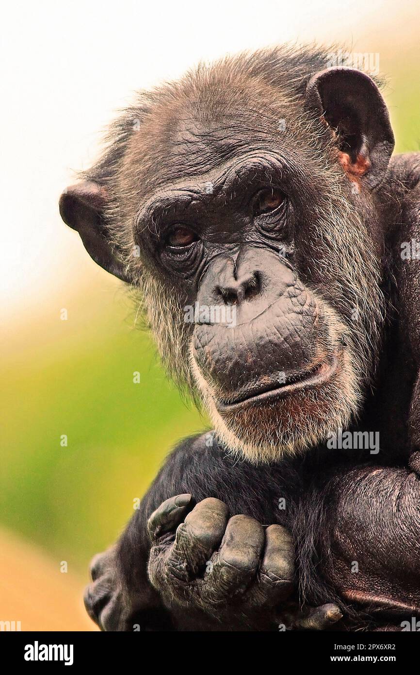 Woman chimpanzee hi-res stock photography and images - Alamy