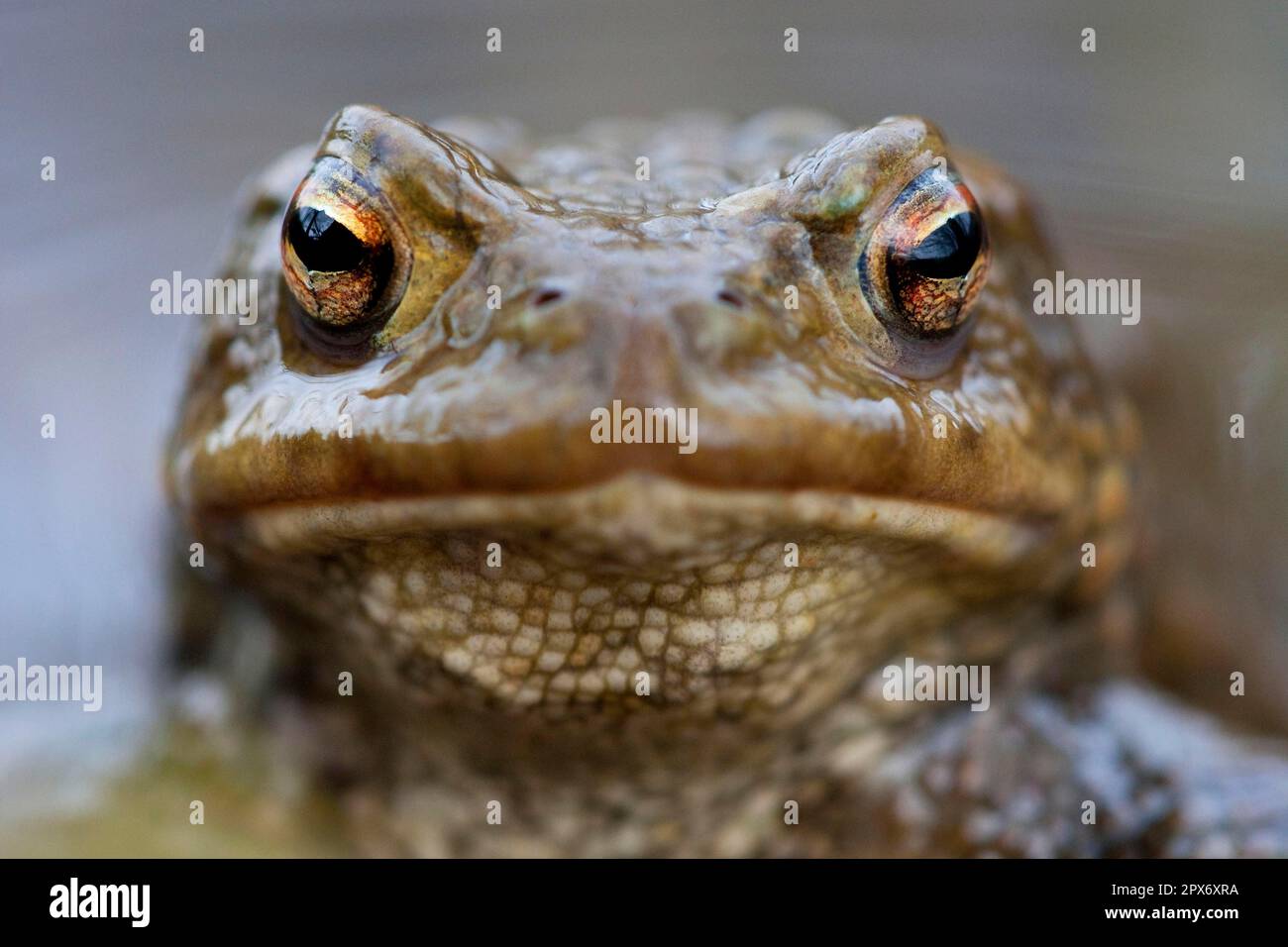 Toad face to face hi-res stock photography and images - Alamy