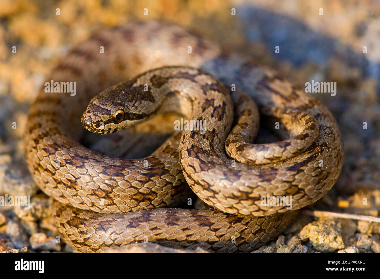 Snake protection hi-res stock photography and images - Alamy