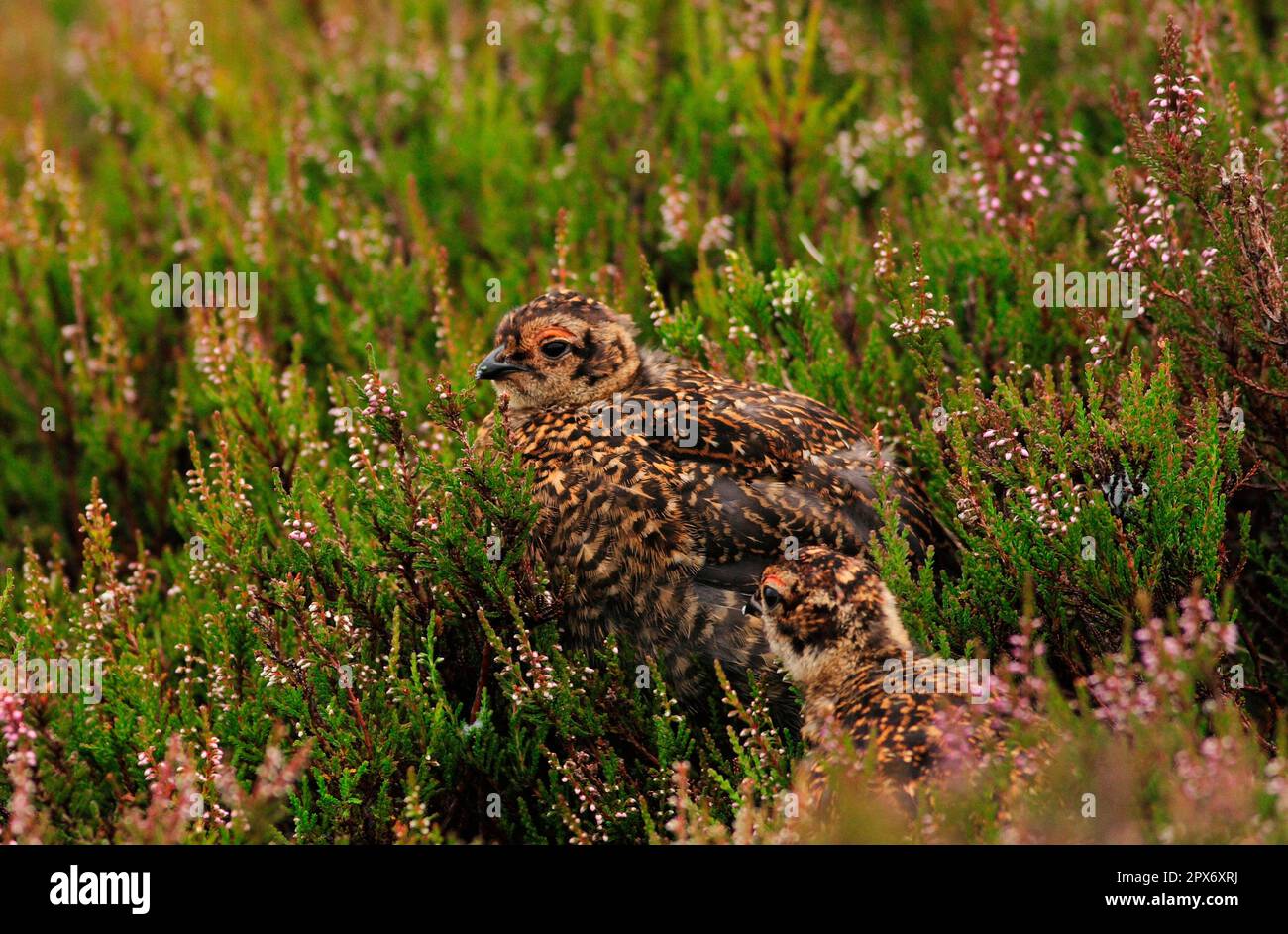 Young grouse chicks hi-res stock photography and images - Alamy