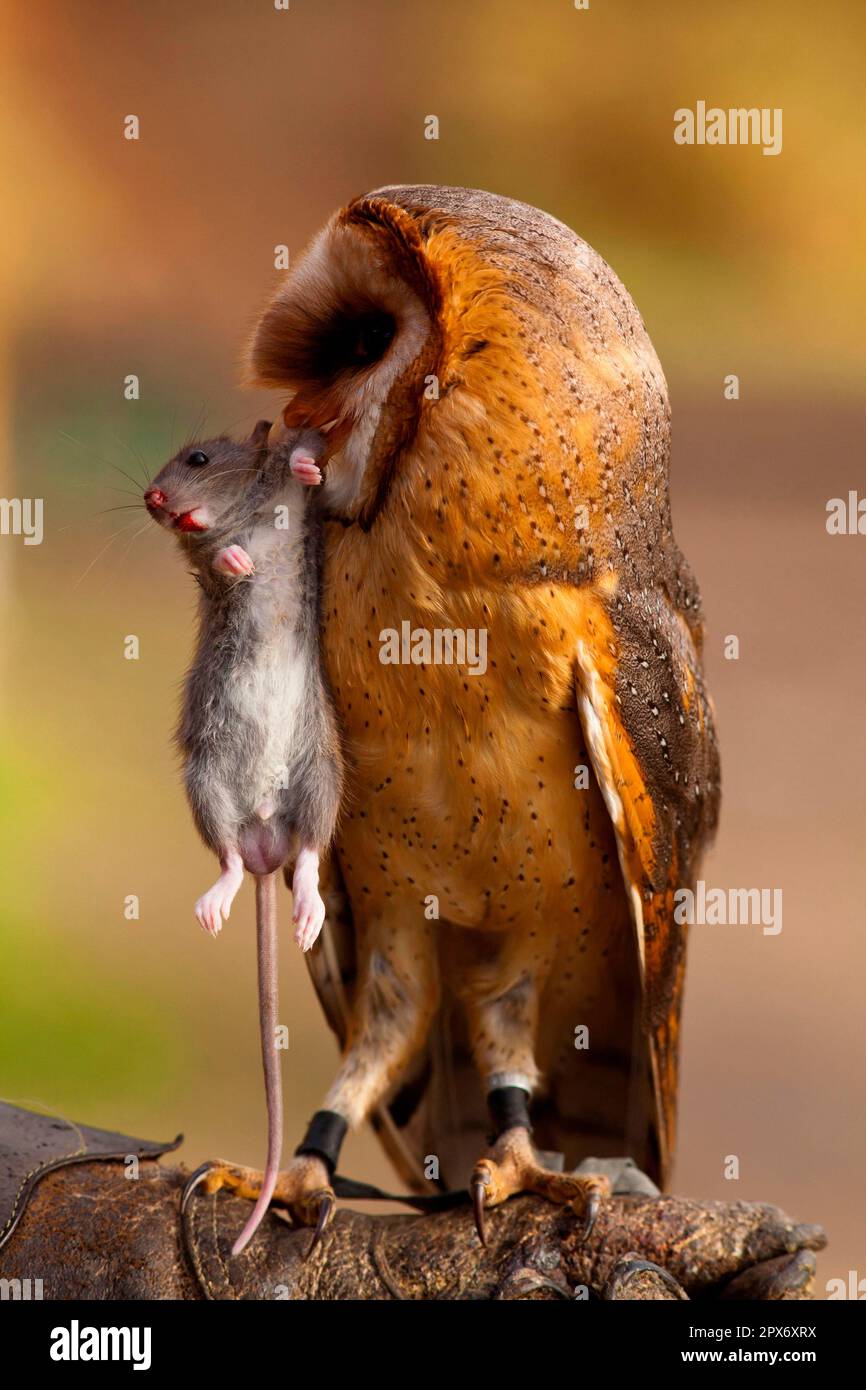 Owl with catch hi-res stock photography and images - Alamy