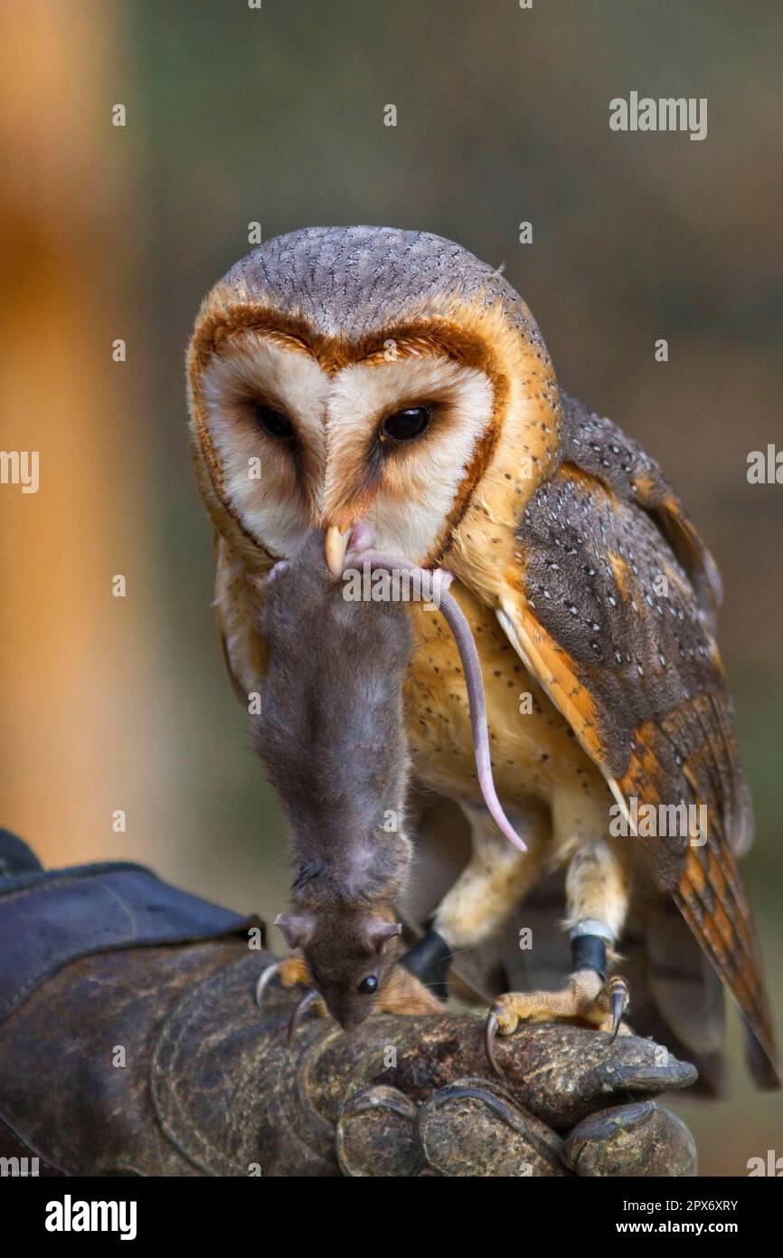 Barn owl with prey, mating bird Stock Photo - Alamy