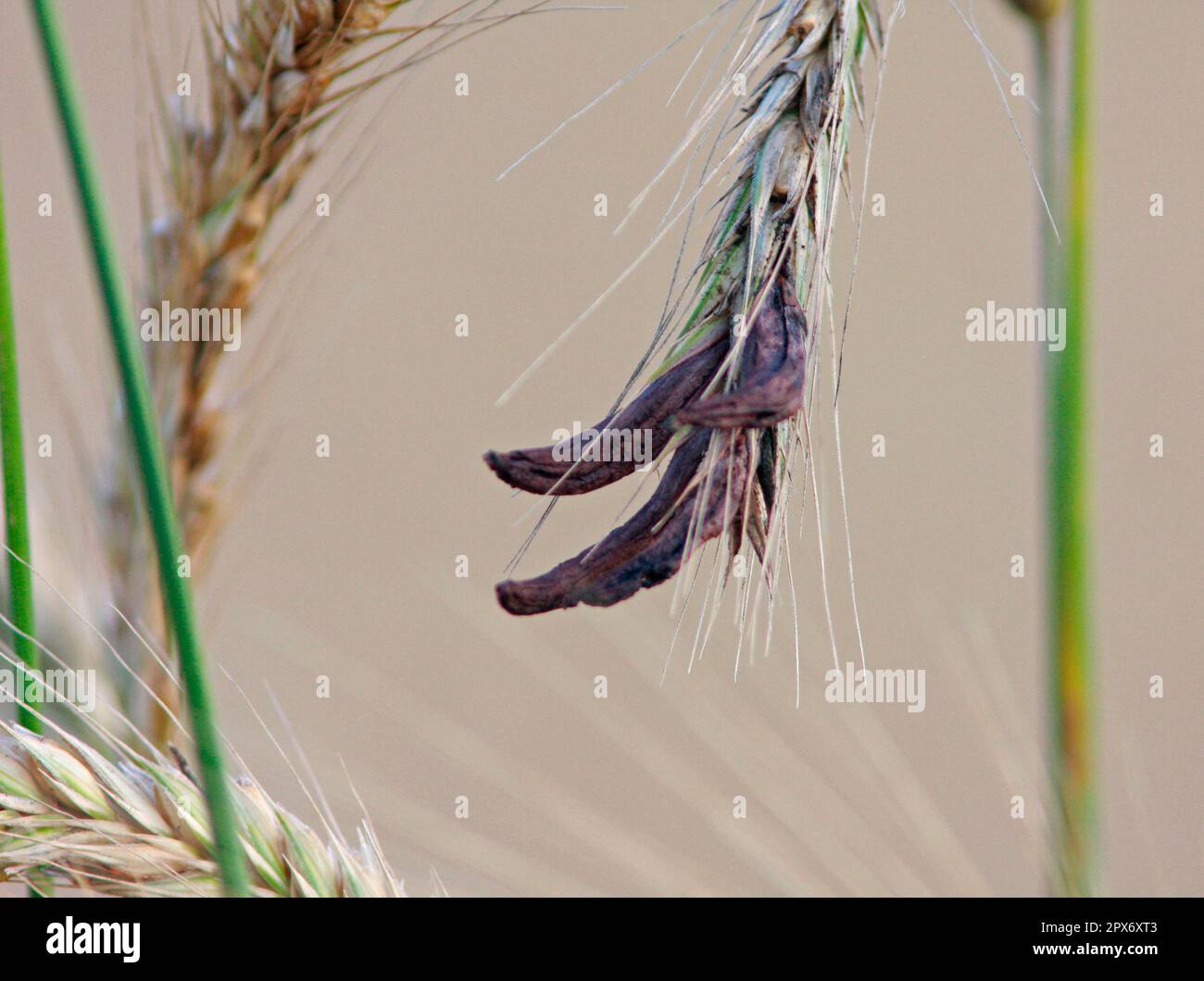 Ergot hi-res stock photography and images - Alamy