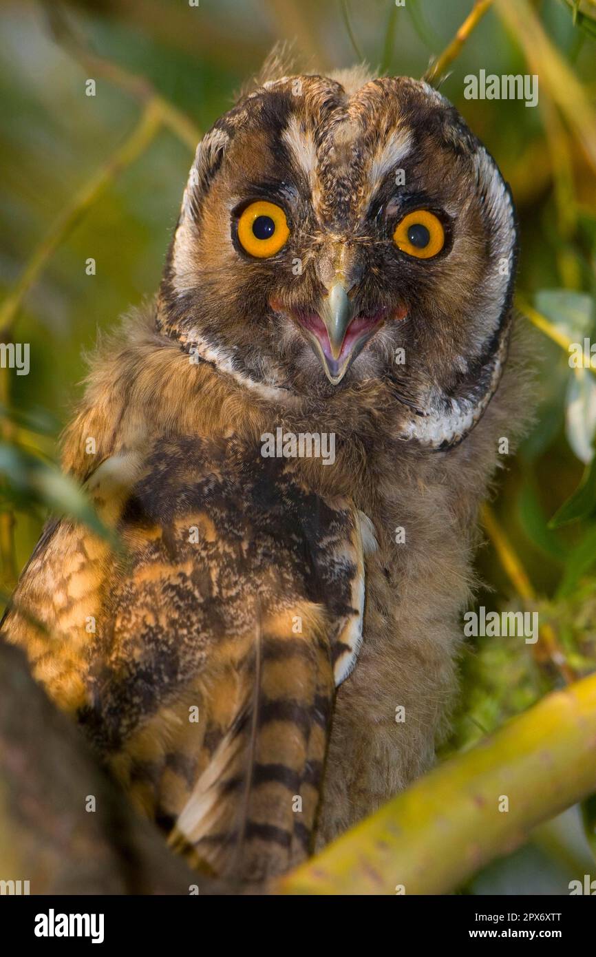 Long-eared owl, branchling Stock Photo - Alamy