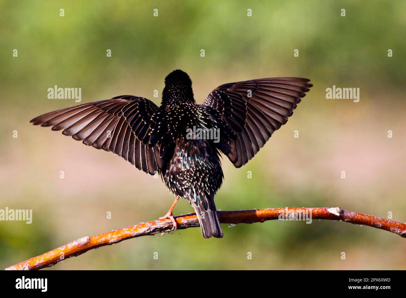 Stern wing hi-res stock photography and images - Alamy