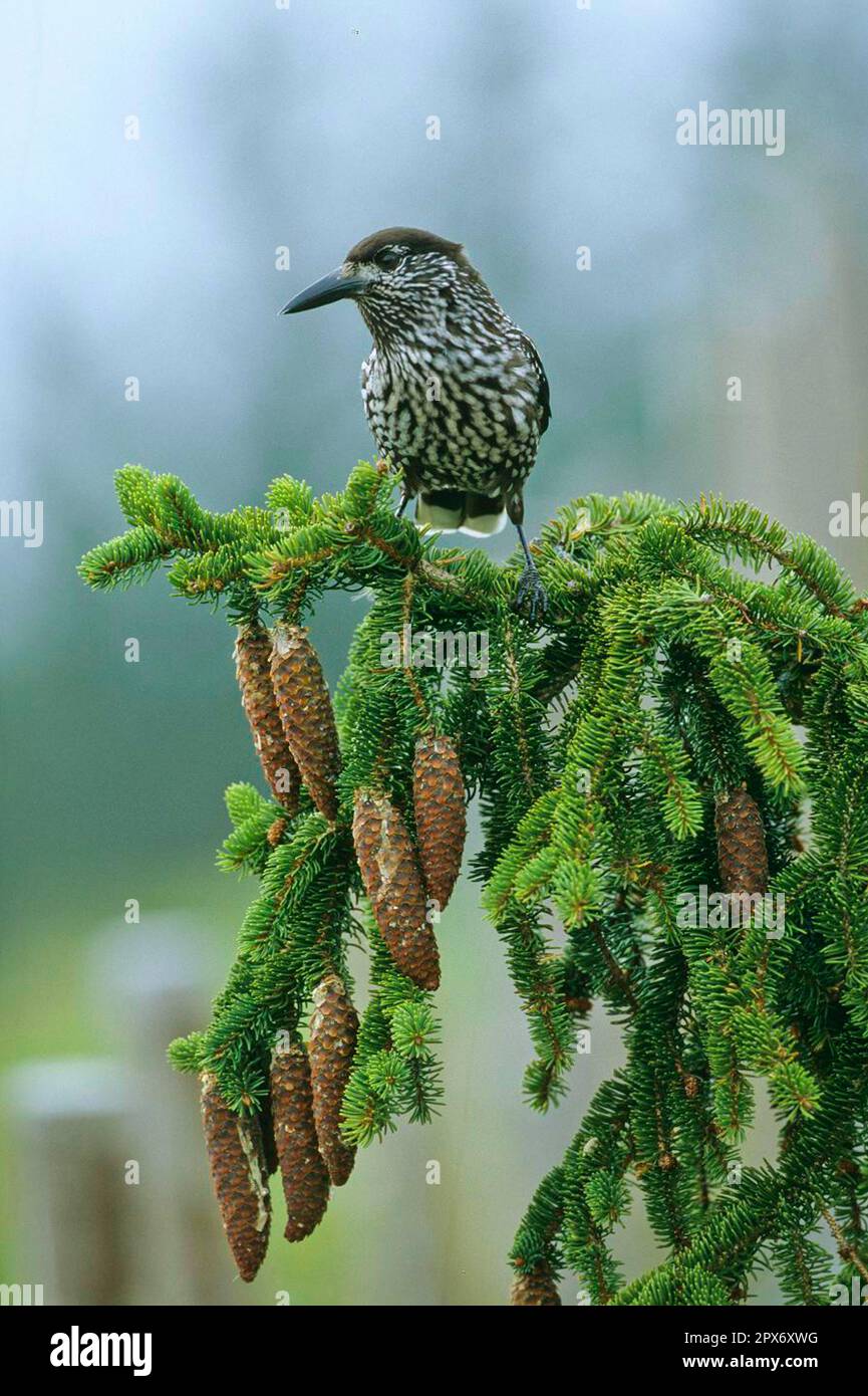 Nutcracker winter hi-res stock photography and images - Alamy