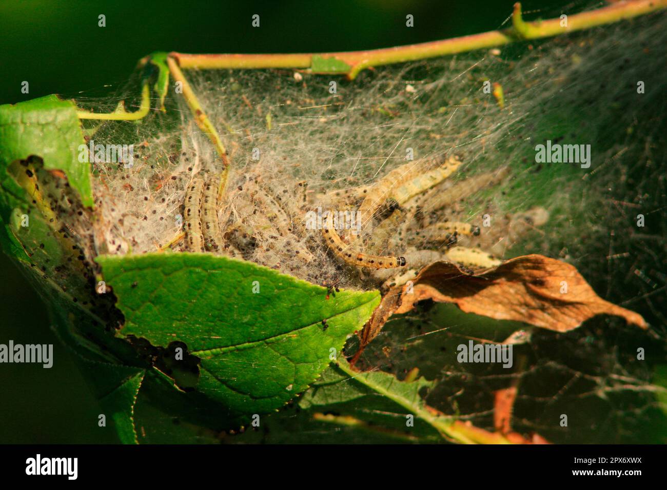 Weeping Cherry Moth Stock Photo - Alamy