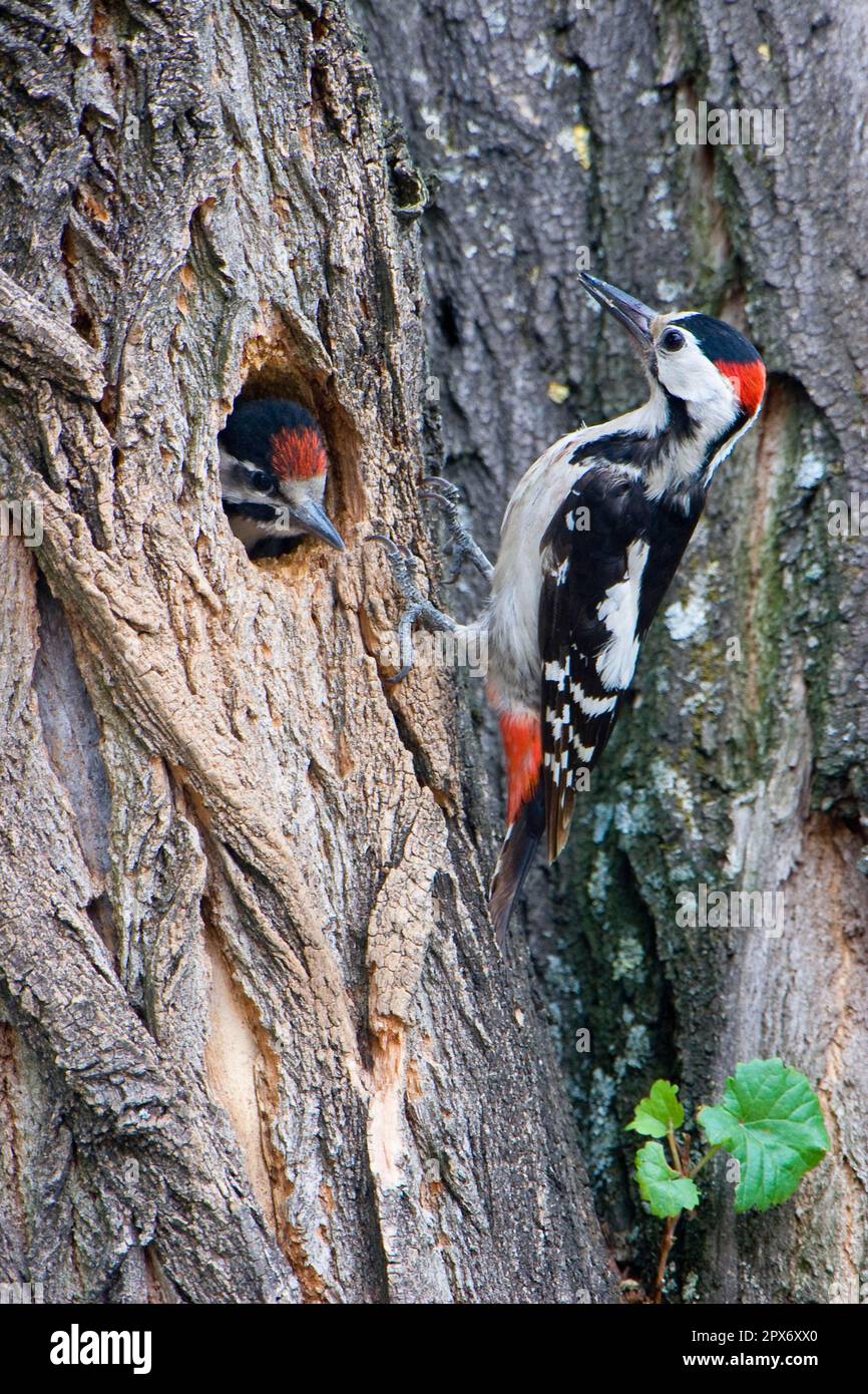 Syrian Woodpecker, male and young bird Stock Photo - Alamy