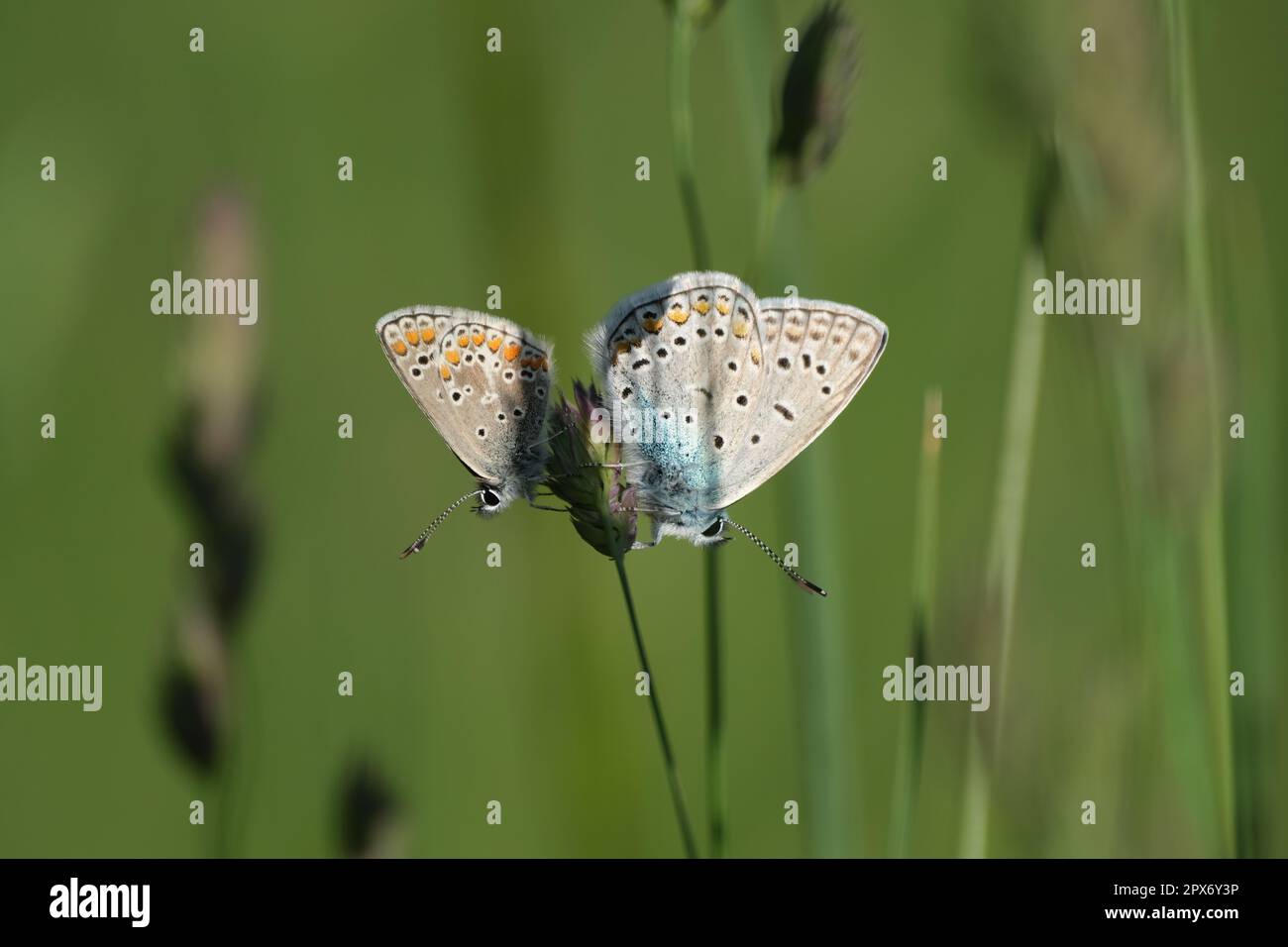 Multiple argus butterflies hi-res stock photography and images - Alamy