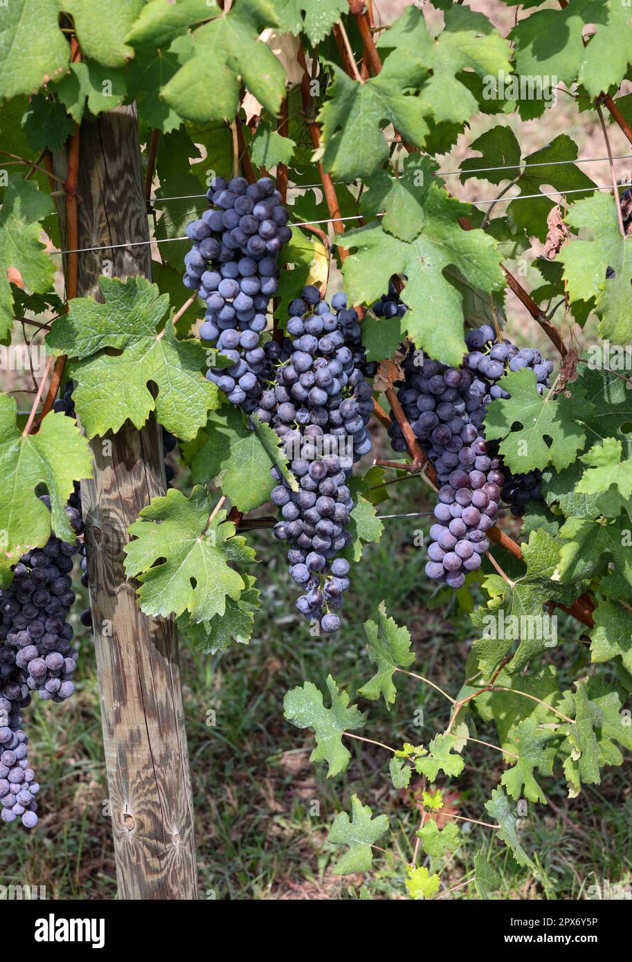 Beautiful bunch of black nebbiolo grapes with green leaves in the ...