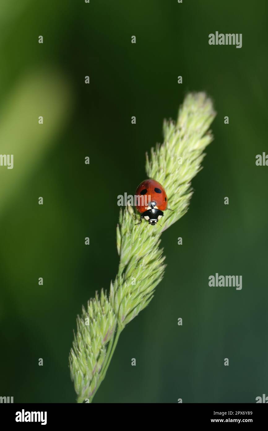 Vertical image of a ladybug,tiny red beetle in the wild Stock Photo - Alamy