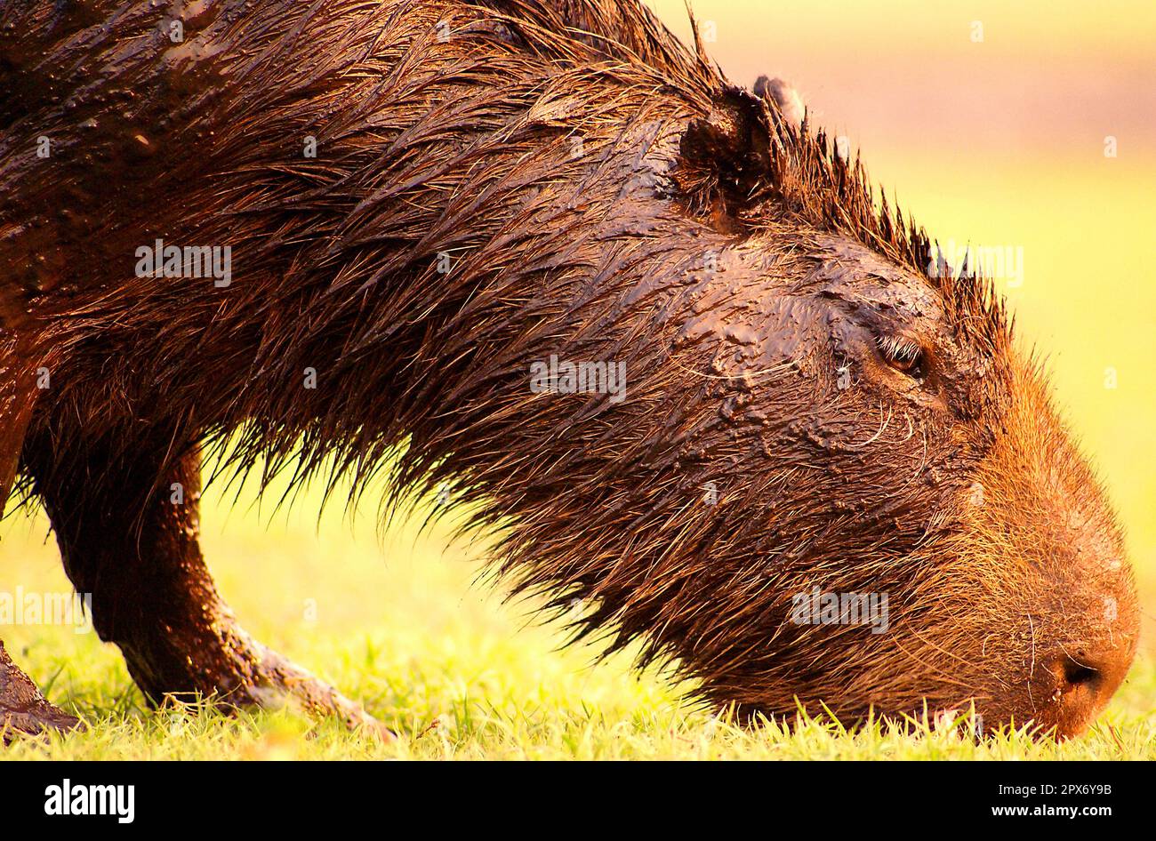 Wet capybara hi-res stock photography and images - Alamy