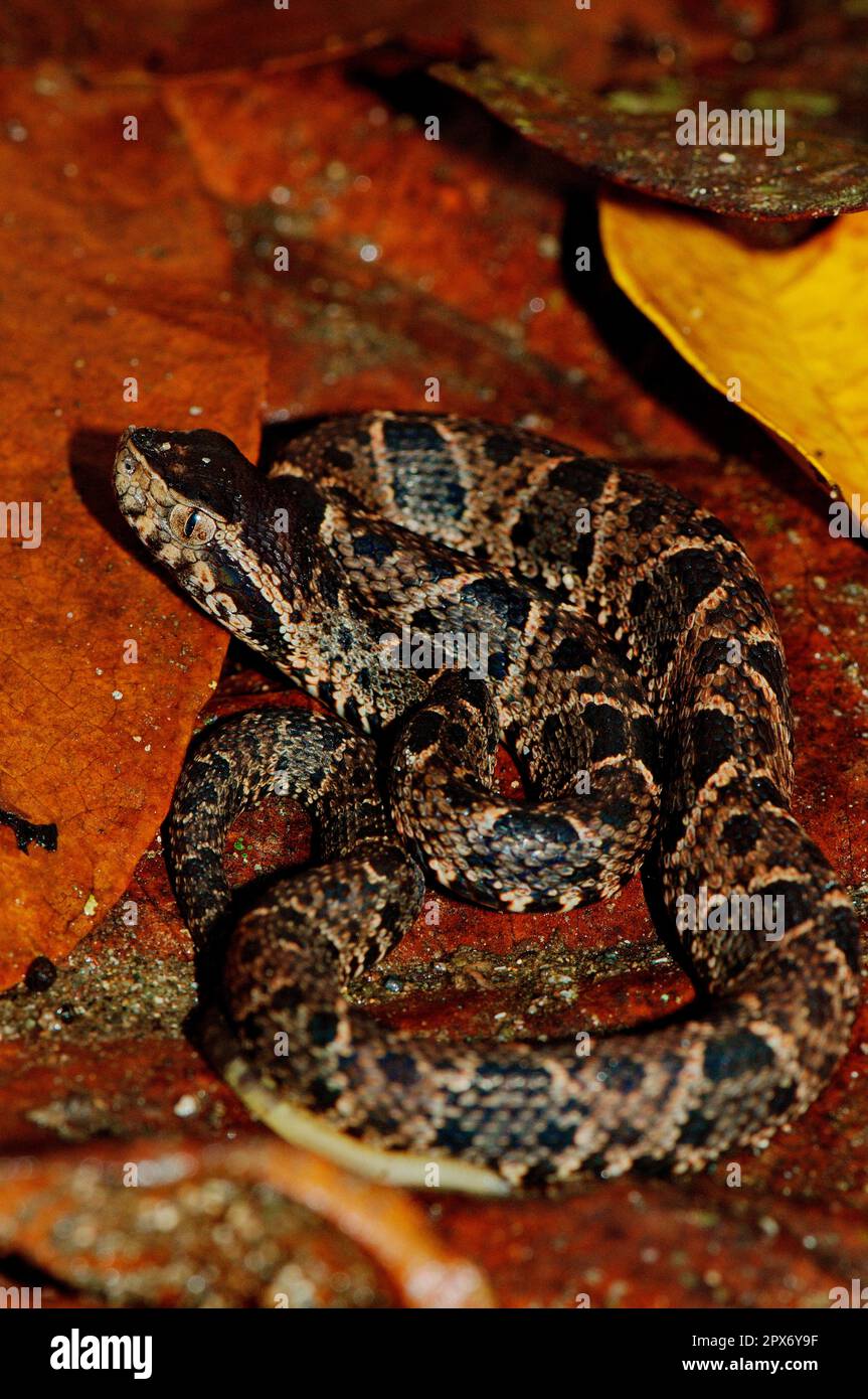 Terciopelo hi-res stock photography and images - Alamy