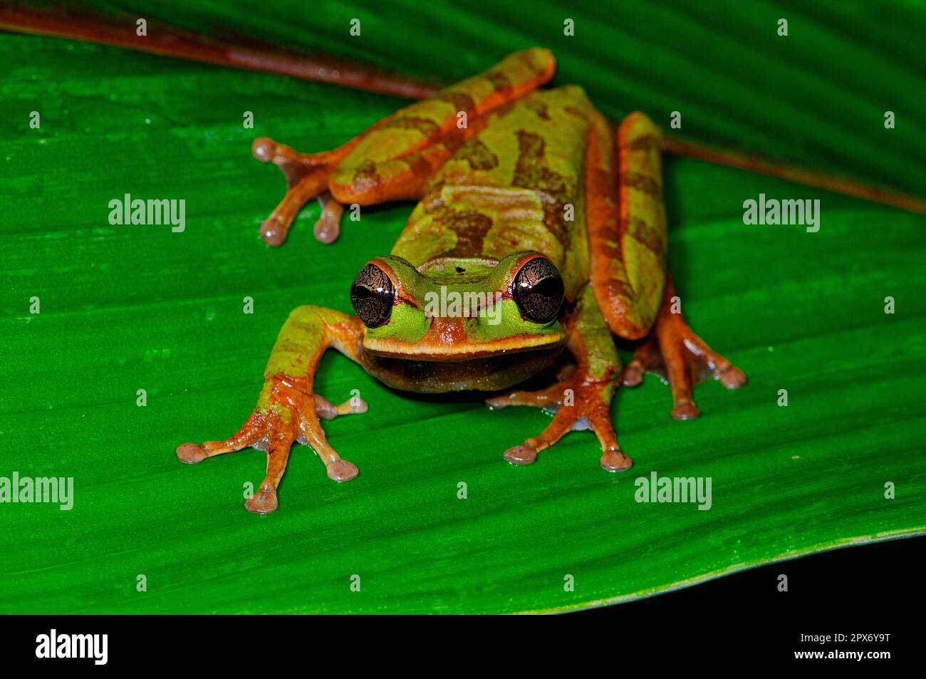 Costa Rica Tree Frog Stock Photo - Alamy