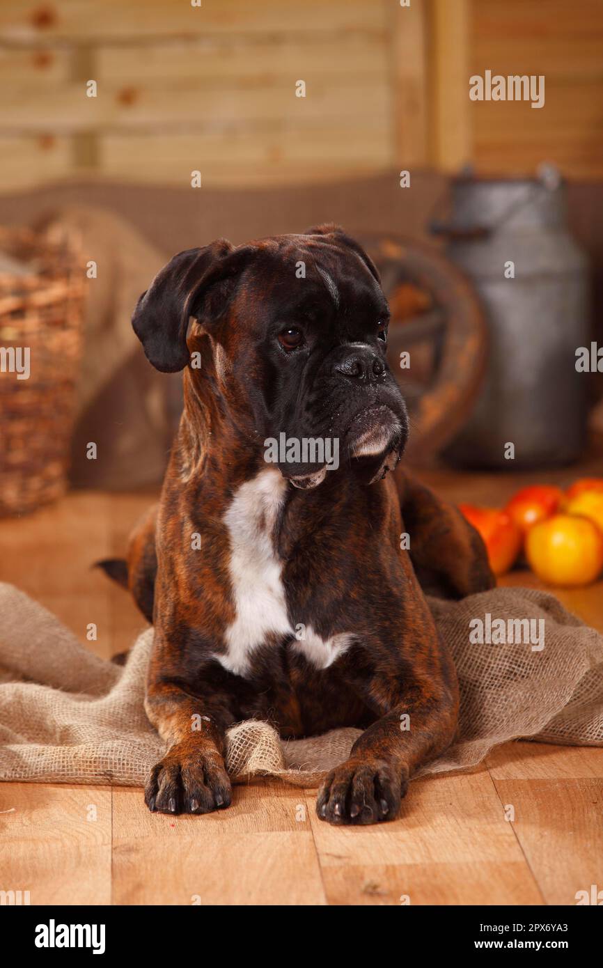German Boxer, male Stock Photo - Alamy