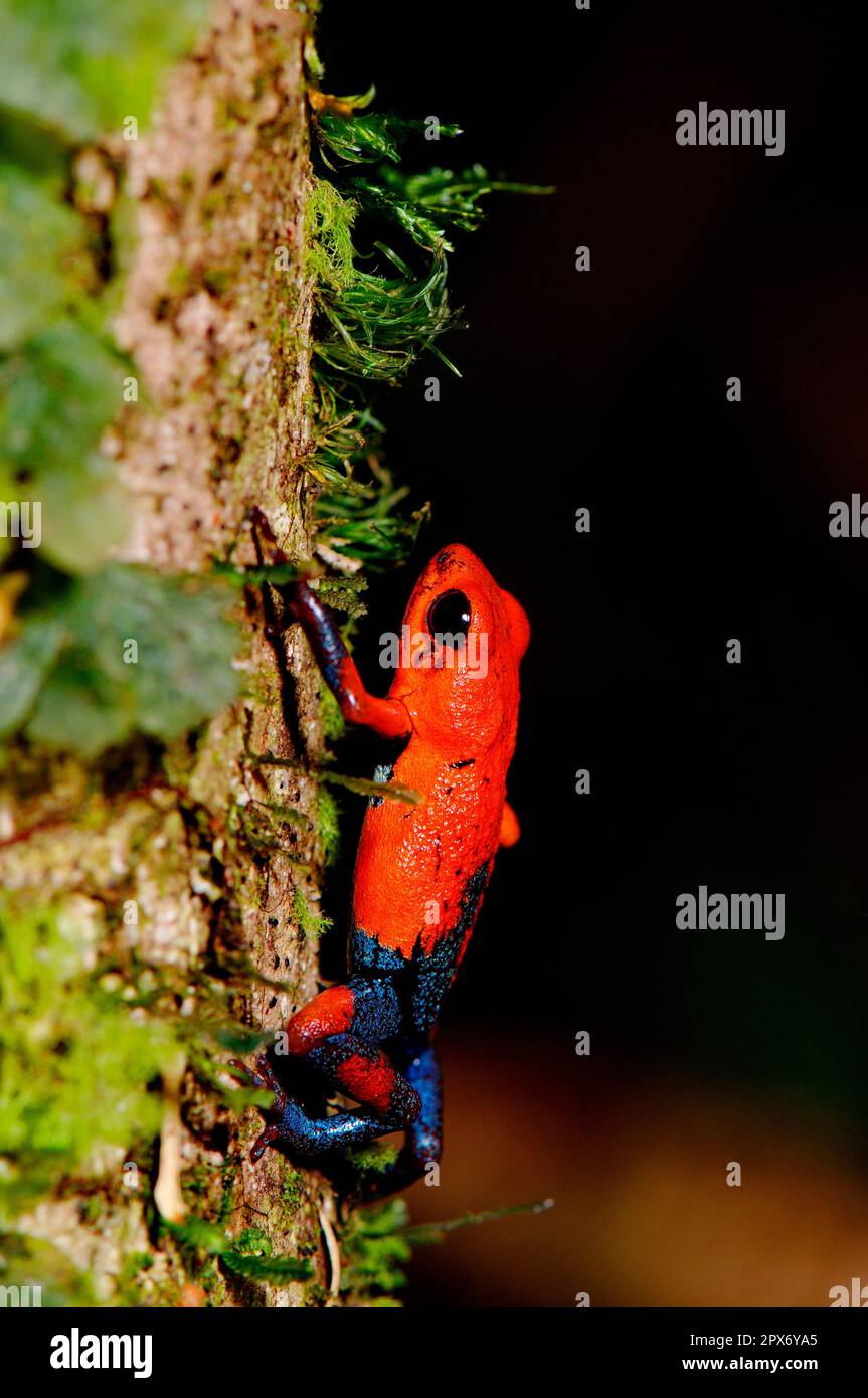 Central american frogs hi-res stock photography and images - Alamy